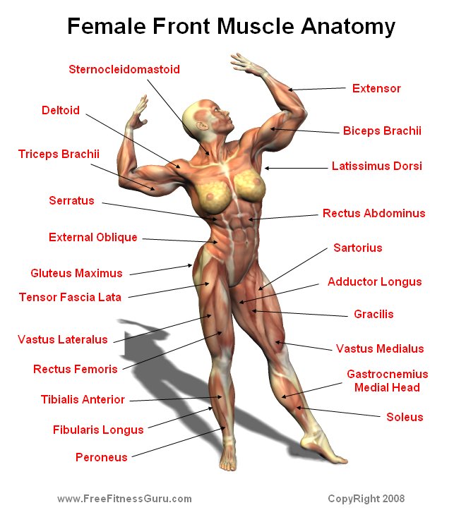 Chest Muscles Diagram Female Anatomy Of The Female Breast With Labels